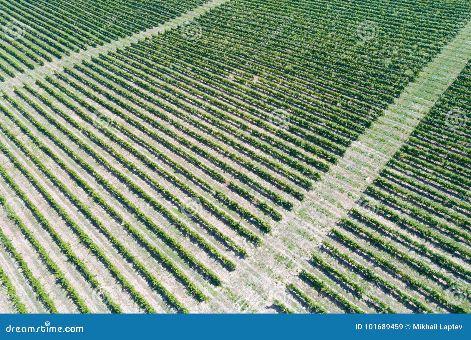 Vineyard aerial view stock image. Image of industry - 101689459