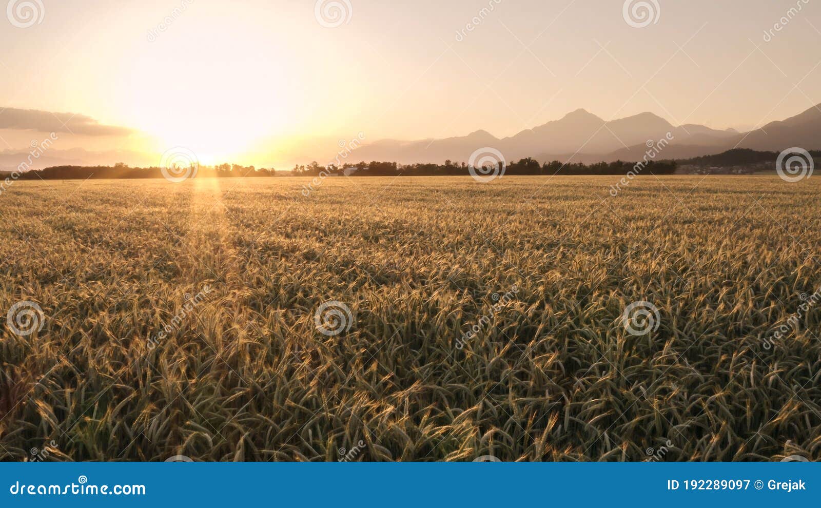 Aerial view of wheat field stock image. Image of cereal - 192289097