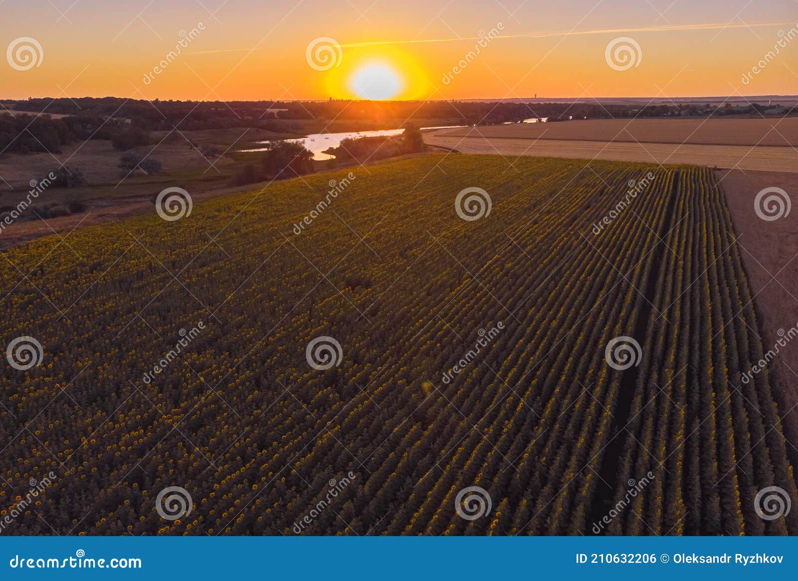 Aerial View of the Wheat Fields. Wheat Fields from a Height Stock Photo ...