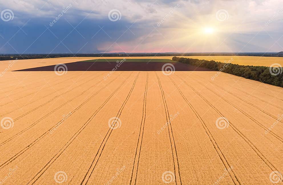 Aerial View of the Wheat Fields. Wheat Fields from a Height Stock Image ...