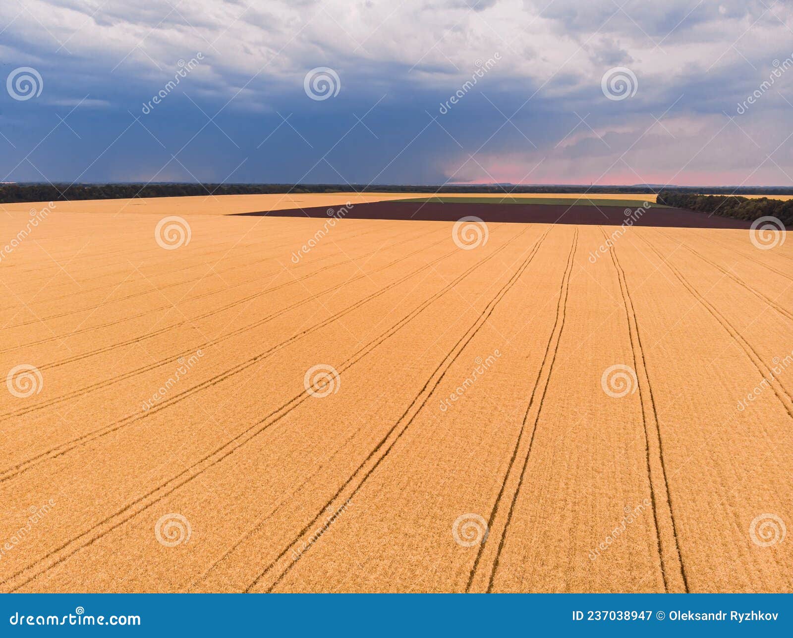 Aerial View of the Wheat Fields. Wheat Fields from a Height Stock Image ...