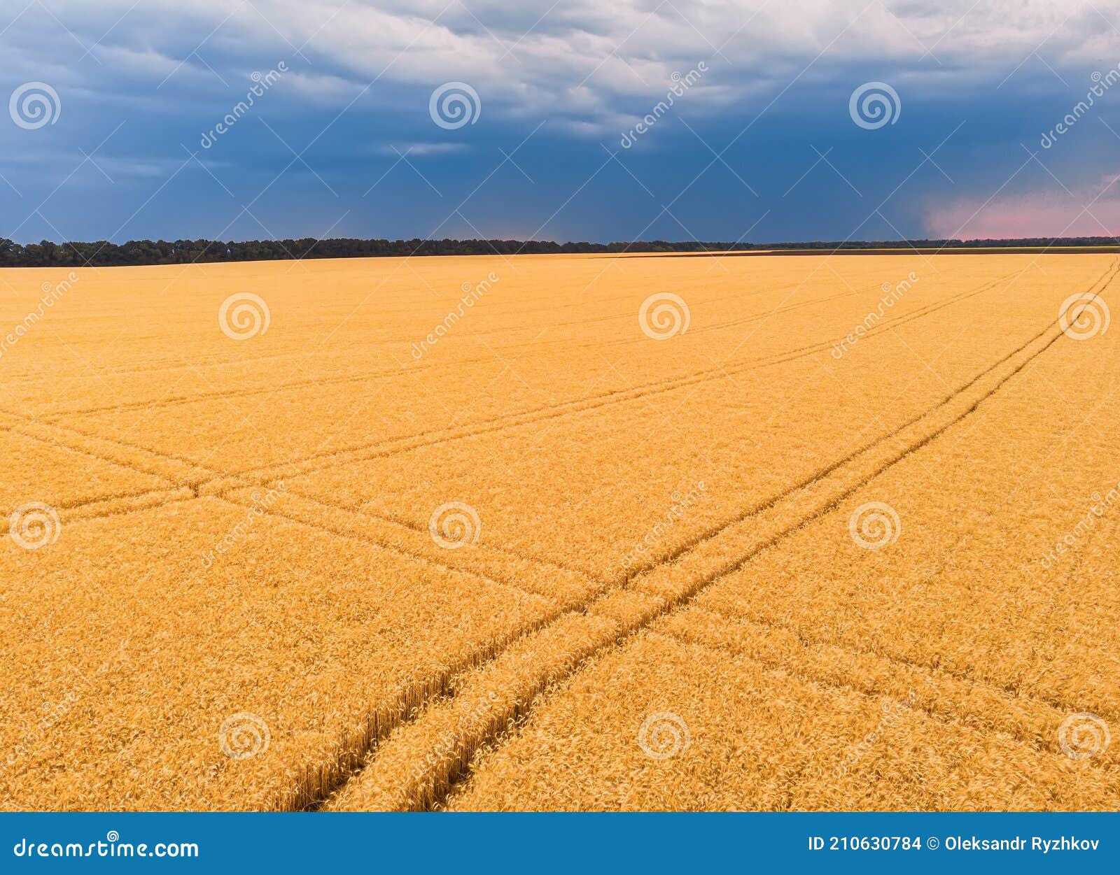 Aerial View of the Wheat Fields. Wheat Fields from a Height Stock Photo ...