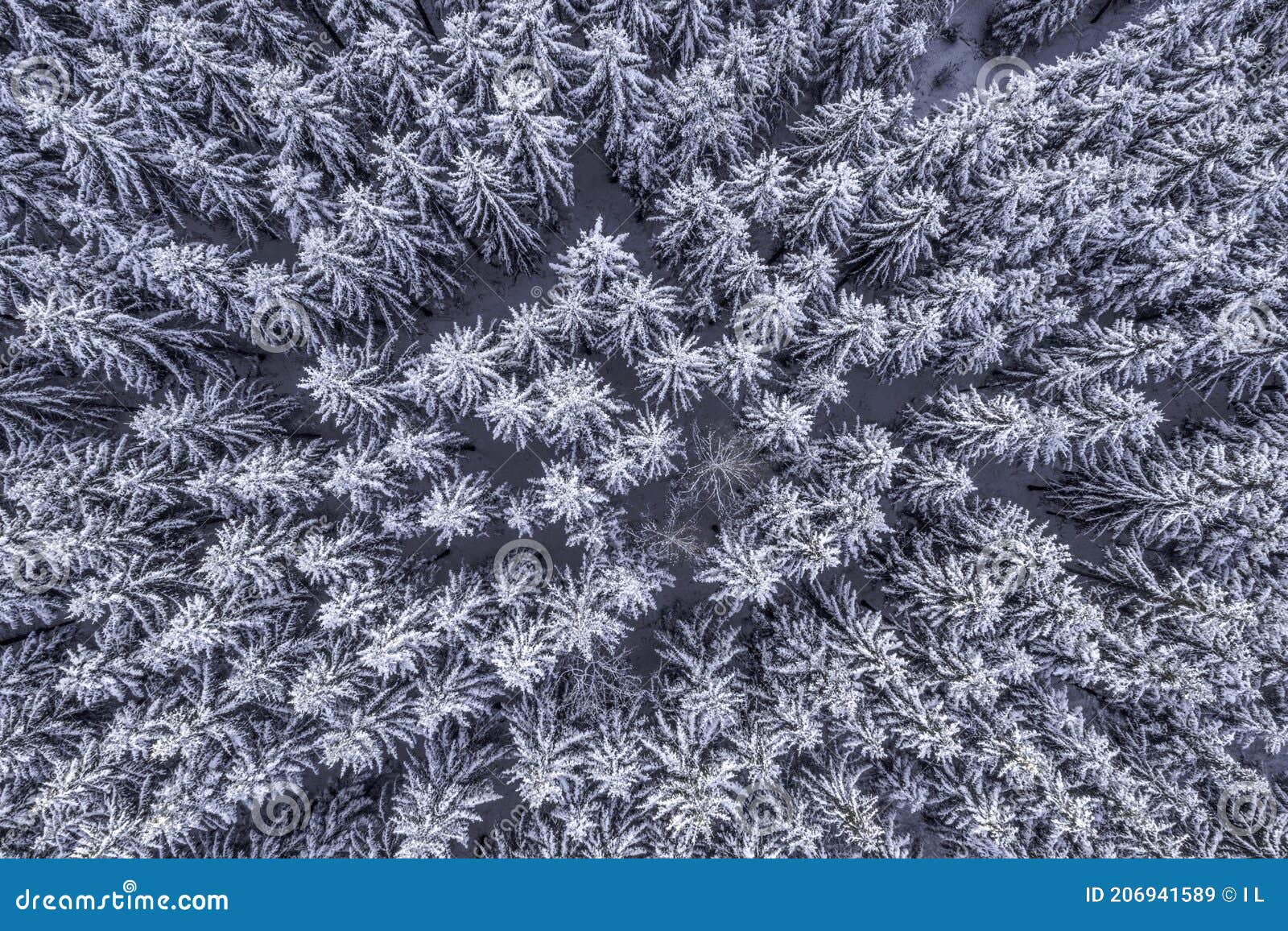 Aerial View of White Conifer Treetops in Wither Forest with Diagonal ...