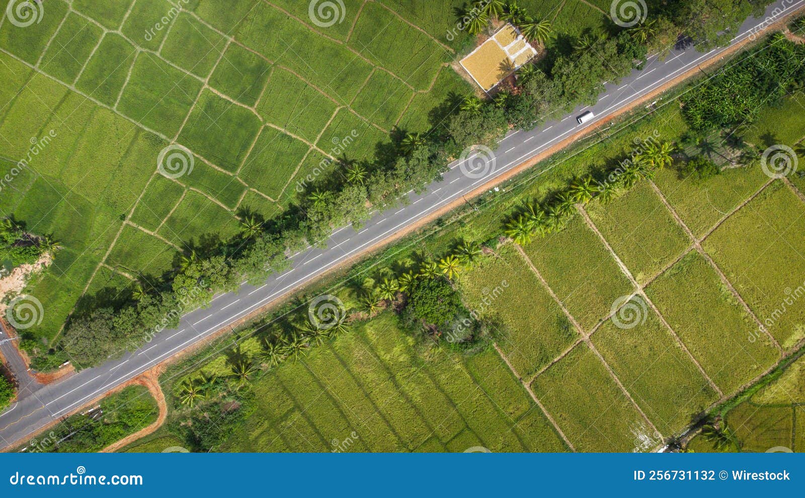 Aerial View of a Wide Rice Field Stock Photo - Image of high, natural ...