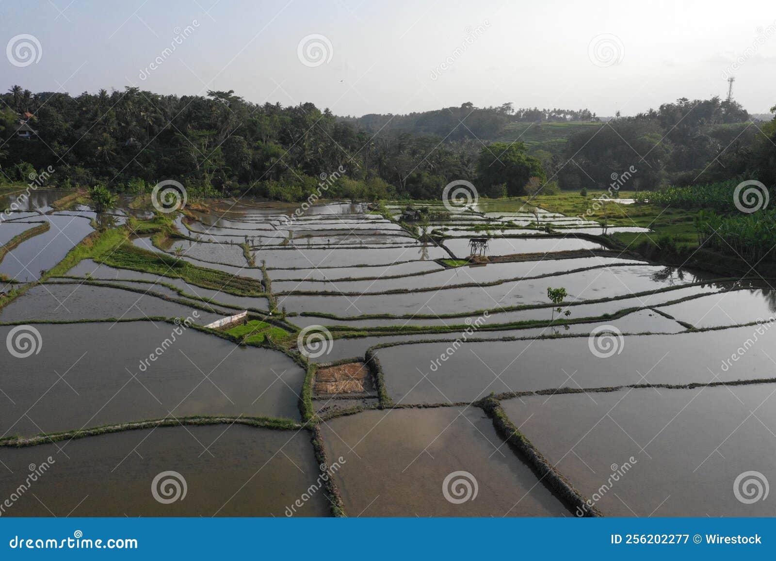 Aerial View of a Wide Rice Field Plantation Stock Image - Image of farm ...