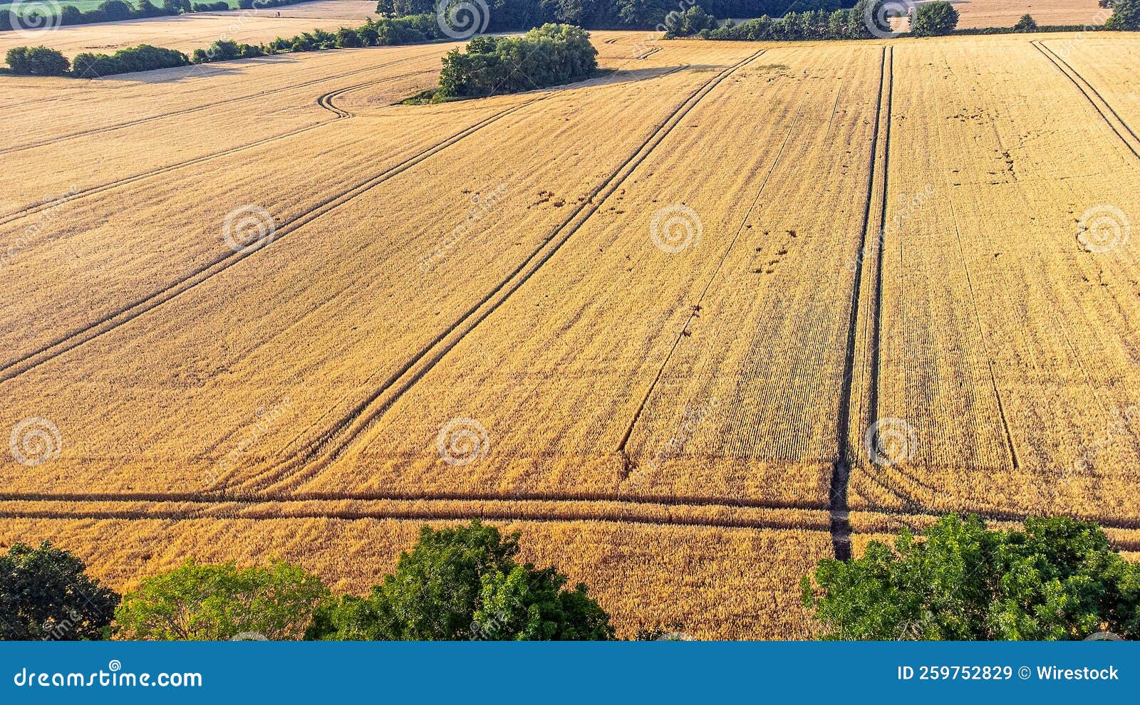 Aerial View of Wide Rice Field on a Sunny Day Stock Image - Image of ...