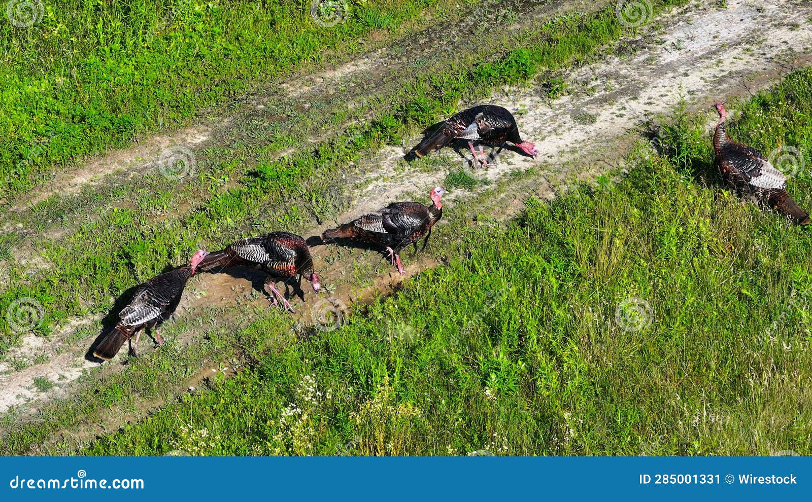 Aerial View of Wild Turkeys Feeding in a Field Stock Image - Image of ...