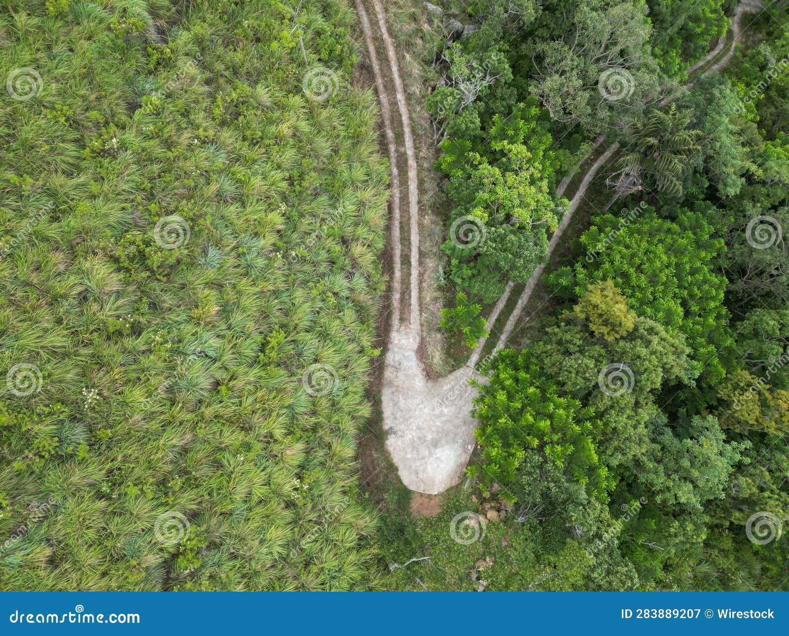 Aerial View of a Winding, Tree-lined Pathway in a Verdant Forest with ...