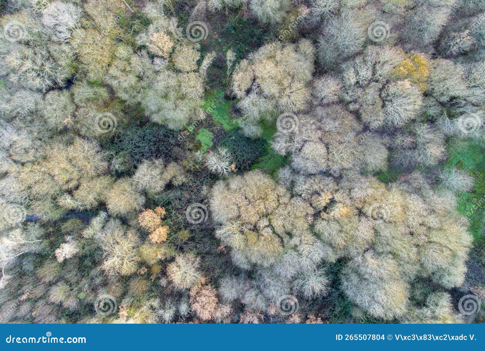Aerial View of a Winter Deciduous Forest Stock Photo - Image of beautiful, spring: 265507804