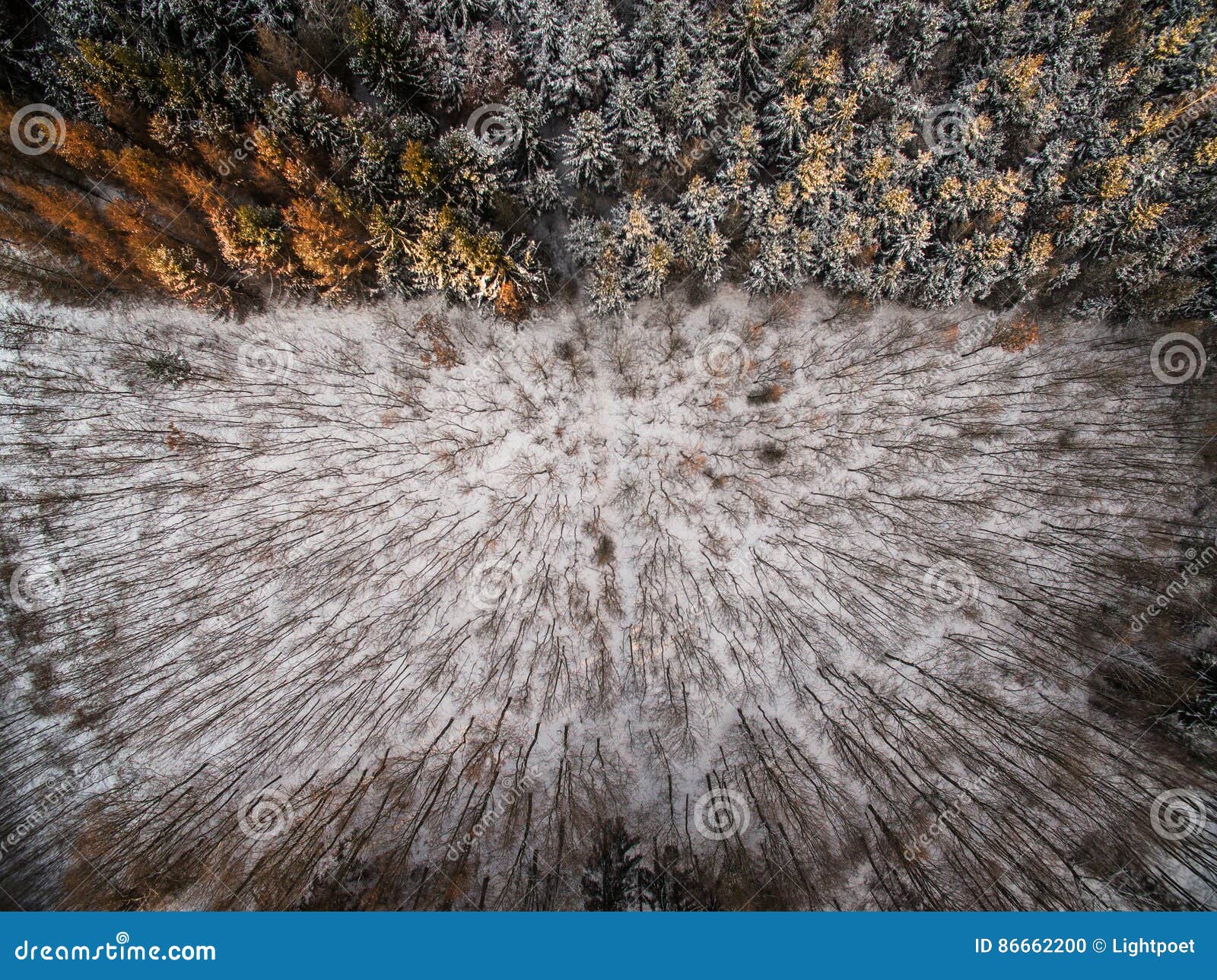 Aerial View of Winter Forest Stock Photo - Image of alpine, peaceful ...
