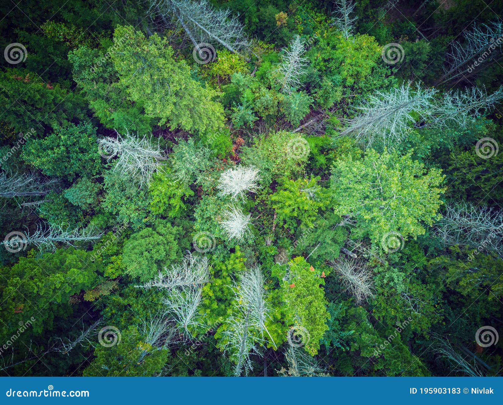 Aerial view of wood stock image. Image of wood, aerial - 195903183