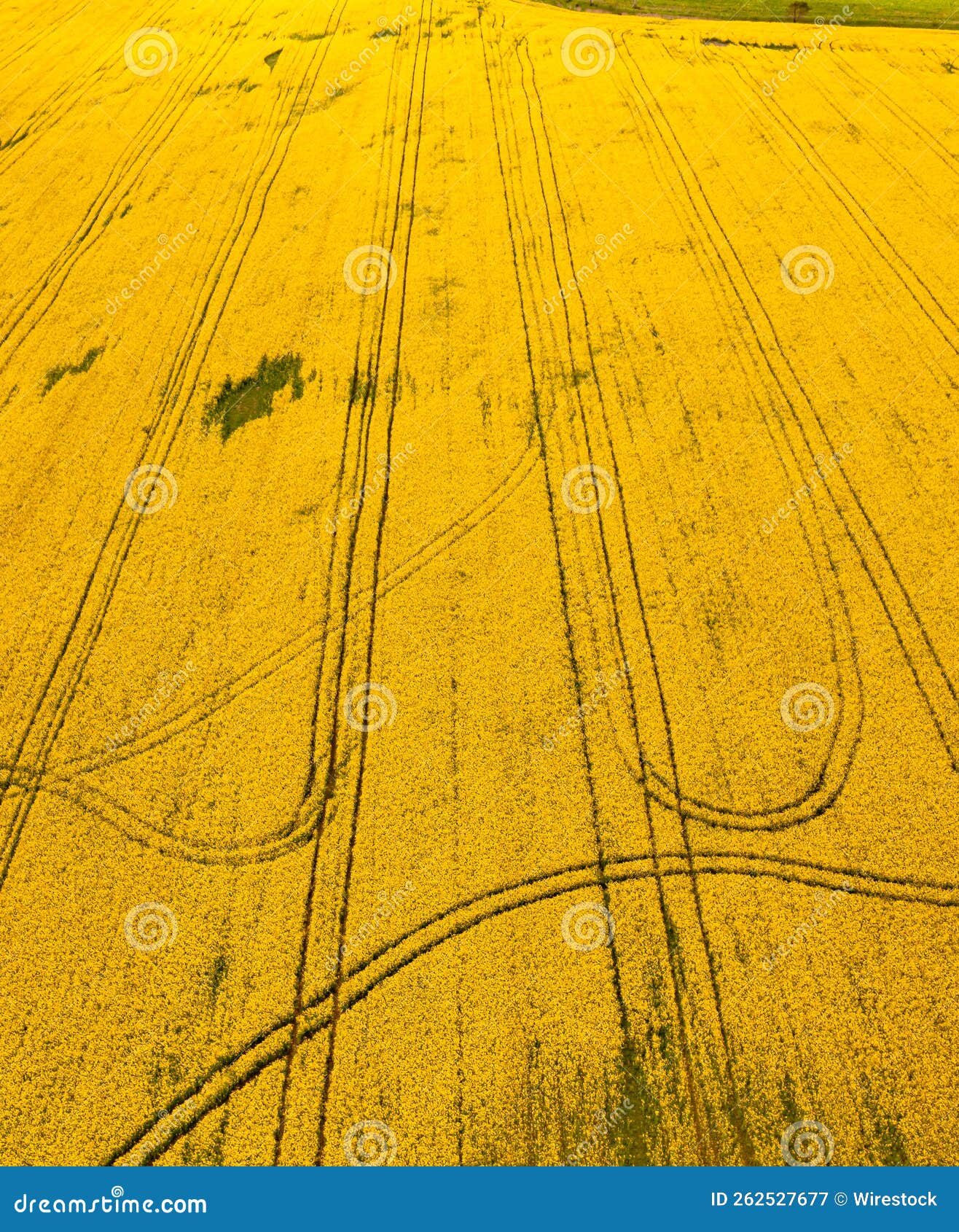 Aerial View of a Yellow Agricultural Field with Patterns Stock Image ...