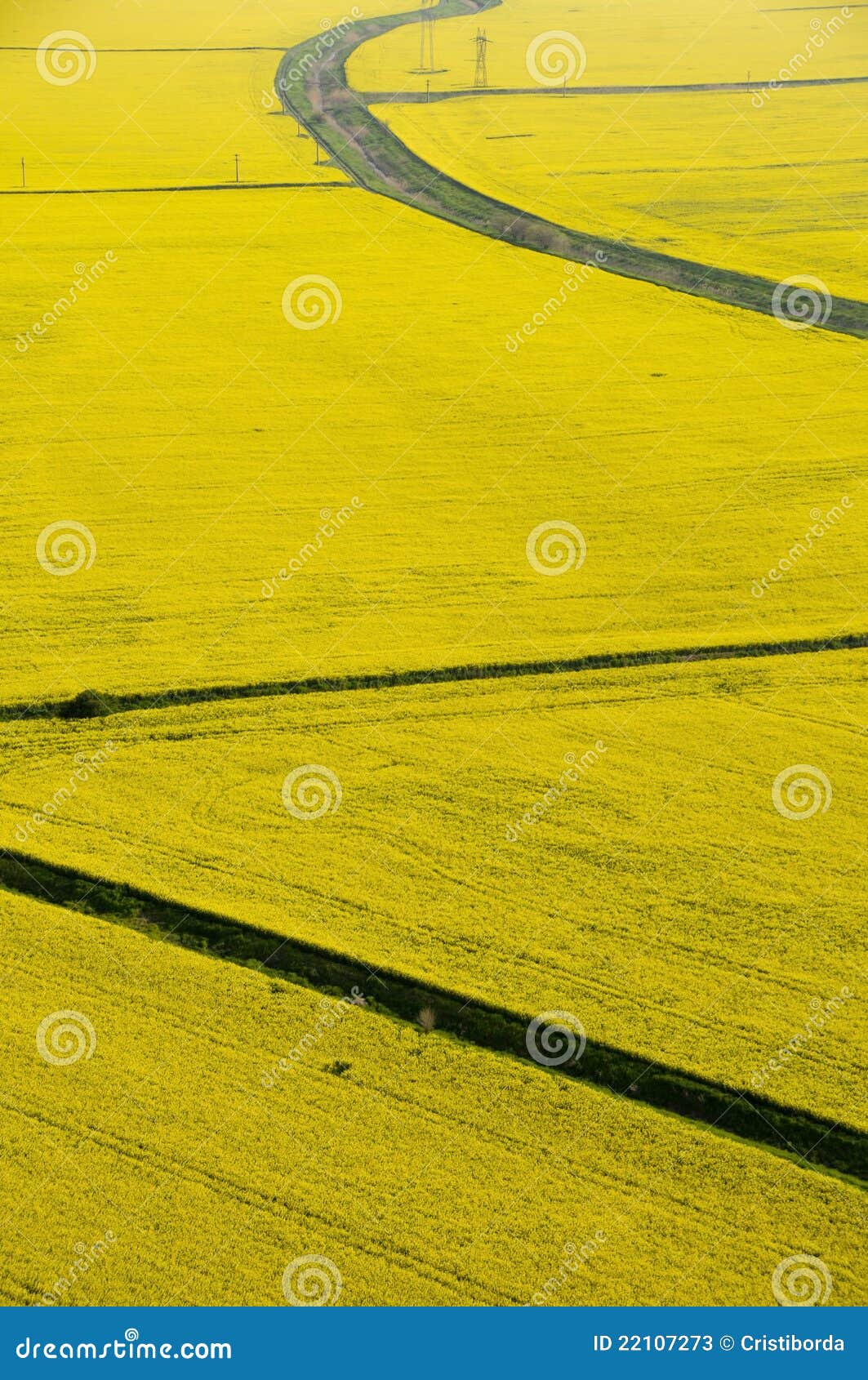 Aerial View of Yellow Rapeseed Stock Image - Image of drought, aerial ...