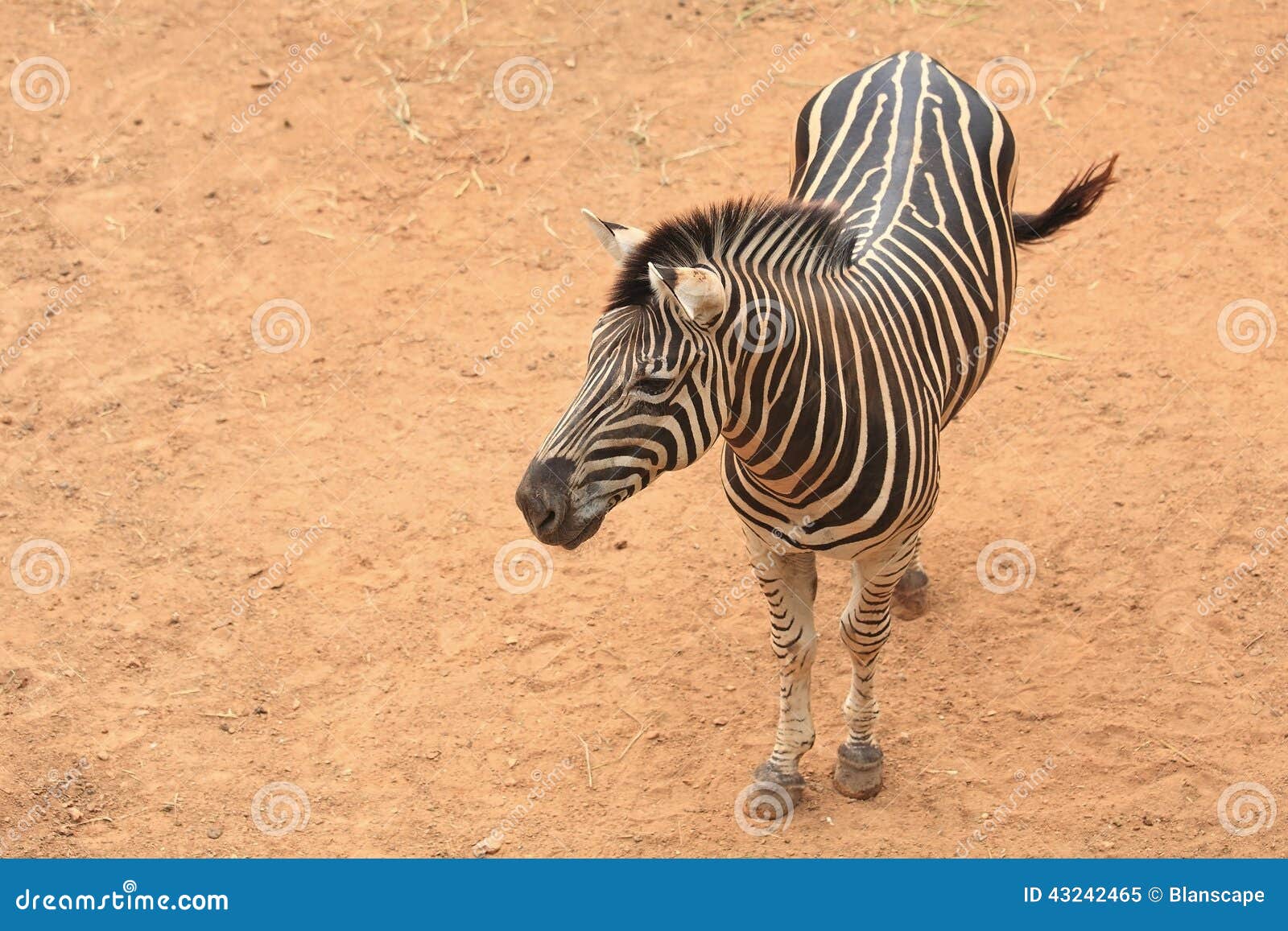 Aerial view of zebra stock image. Image of hairy, animal - 43242465
