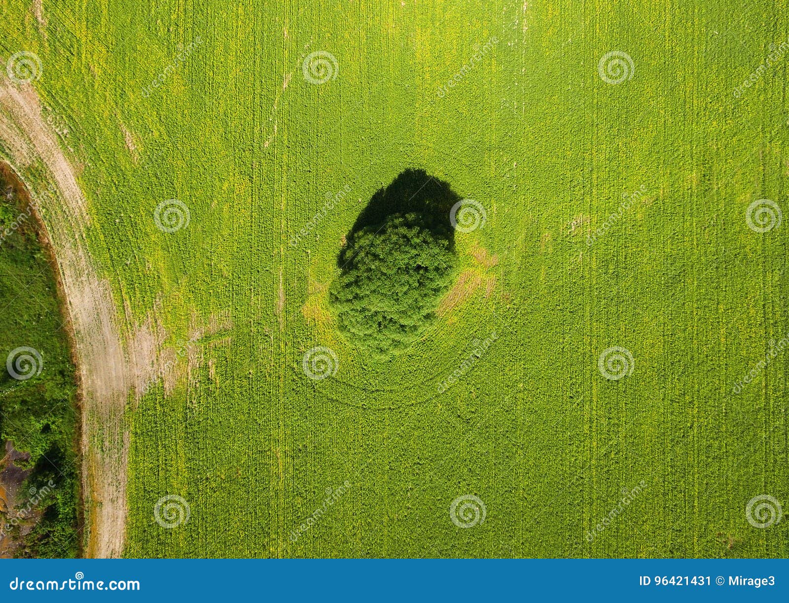 Aerial of Willow Tree in Field Stock Image - Image of plant, flower ...