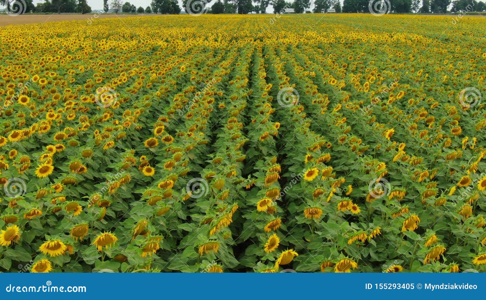 Aero Flight Over the Sunflower Field. Stock Image - Image of foliage ...
