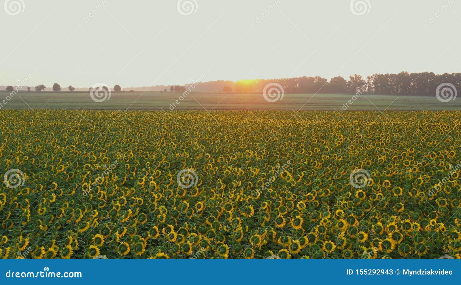 Aero Flight Over the Sunflower Field in Sunrise. Stock Image - Image of ...