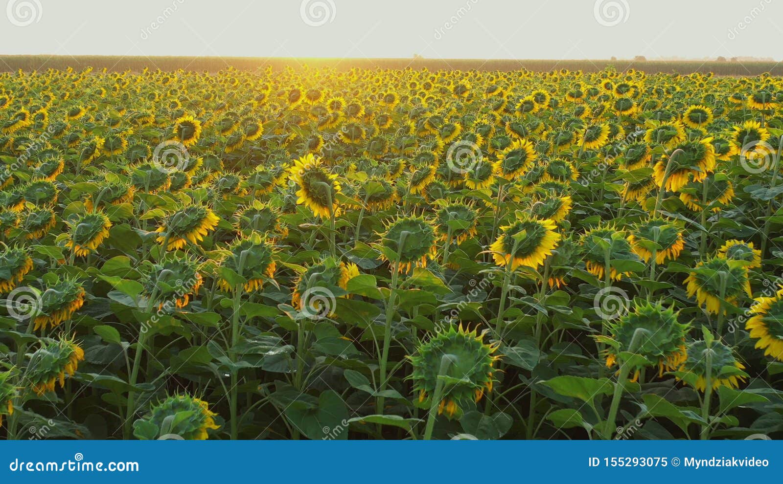 Aero Flight Over the Sunflower Field in Sunrise. Stock Image - Image of ...