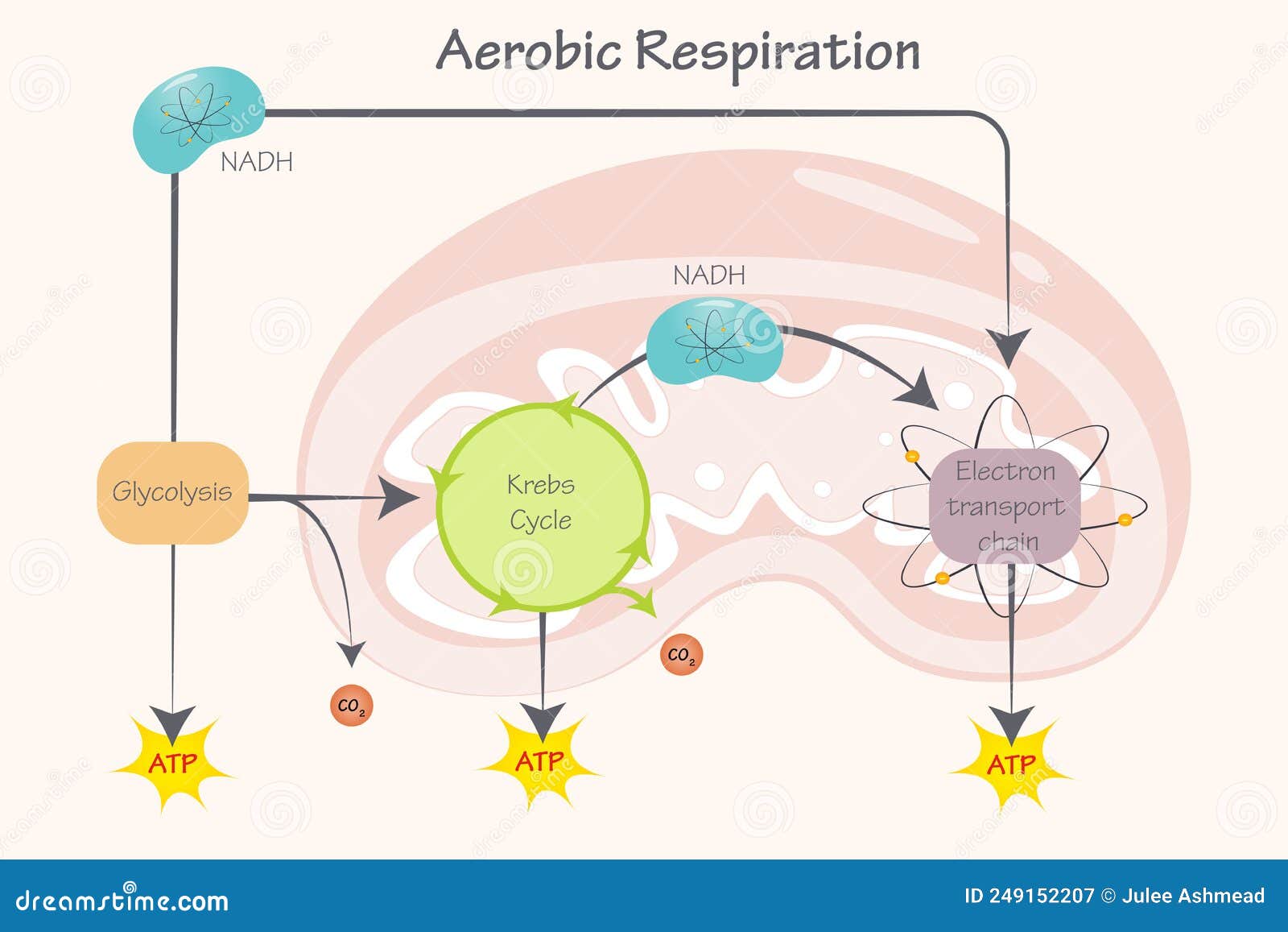 Aerobic Respiration Cartoon Vector | CartoonDealer.com #249152207