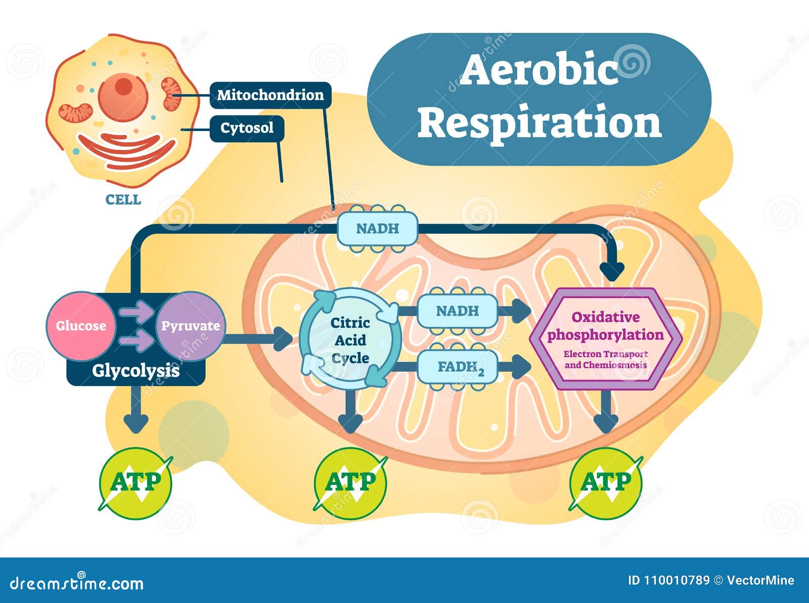 Aerobic Respiration Bio Anatomical Vector Illustration Diagram Stock Vector Illustration Of