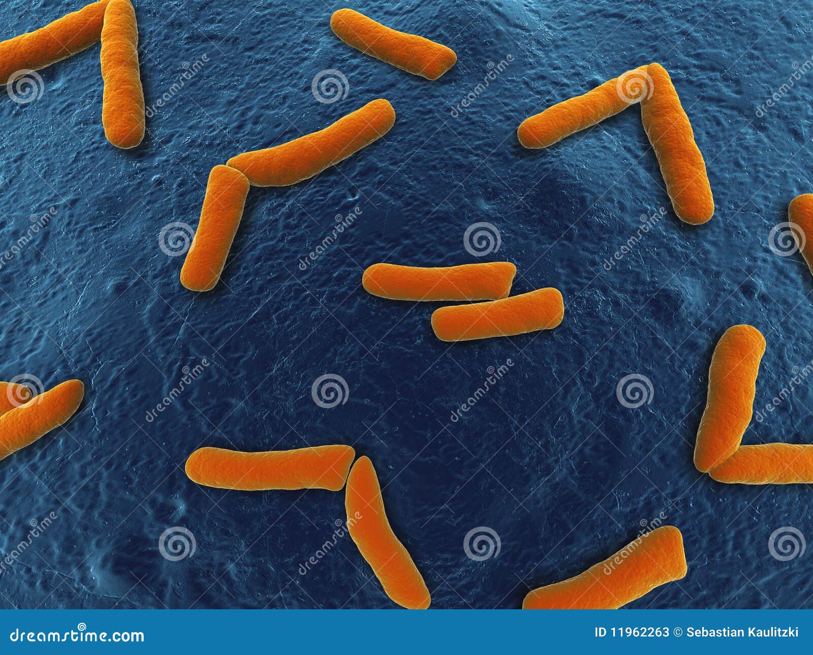 Aeromonas stock illustration. Illustration of bacteria - 11962263