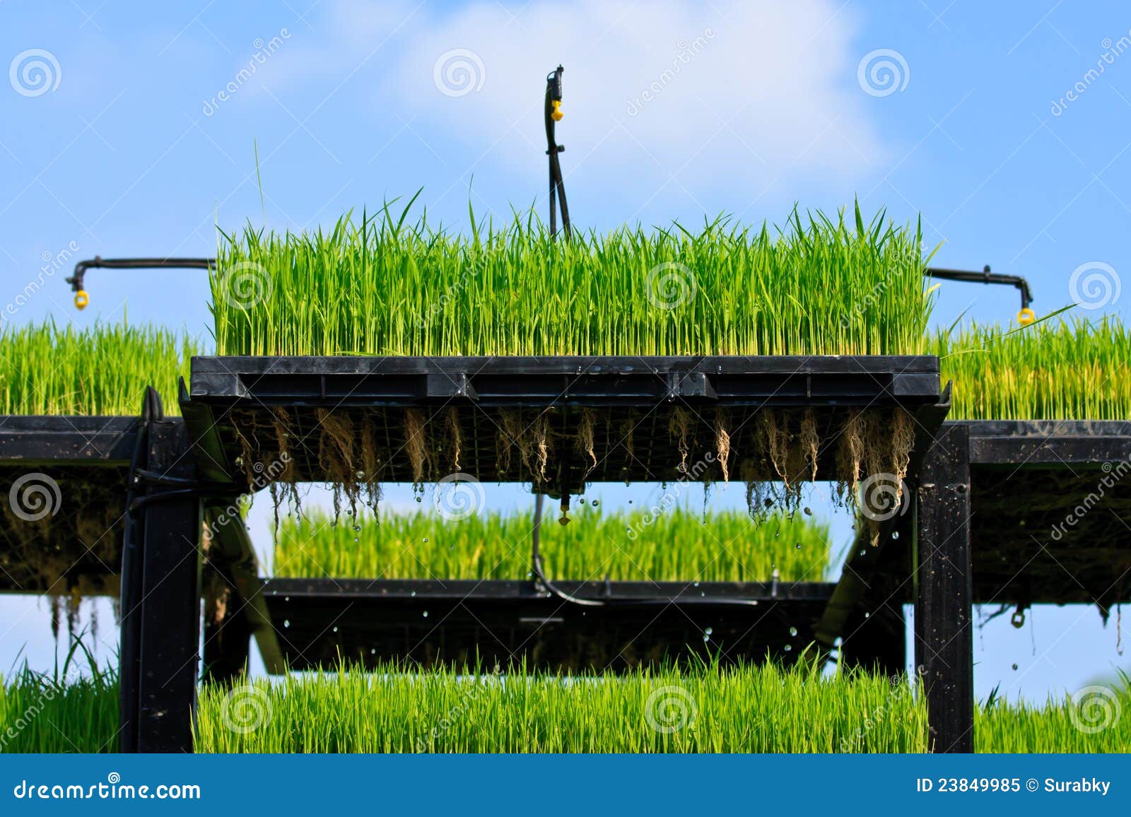 Aeroponics Rice Plantation Technic Stock Image - Image of health ...