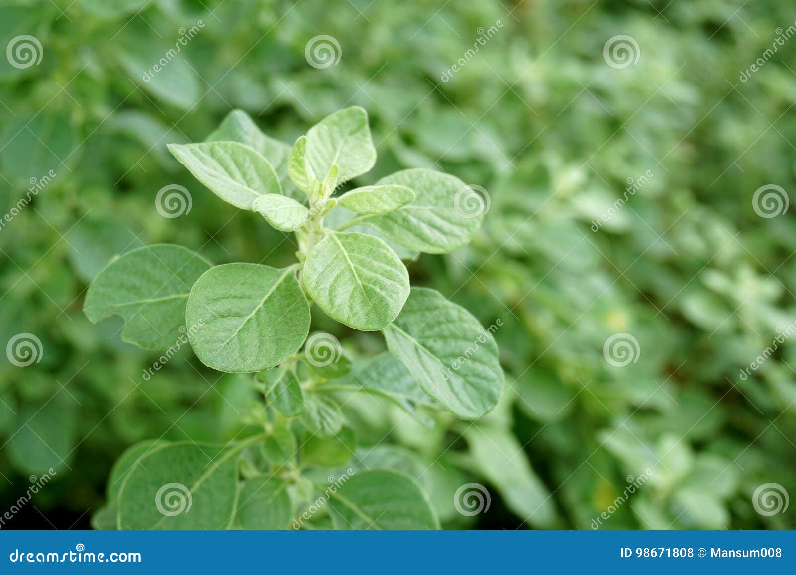 Aerva lanata plant stock photo. Image of leaf, aerva - 98671808