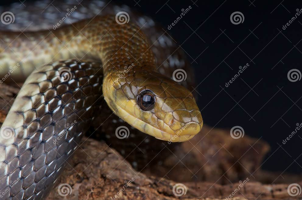 Aesculapian Snake stock image. Image of brown, reptile - 18056369