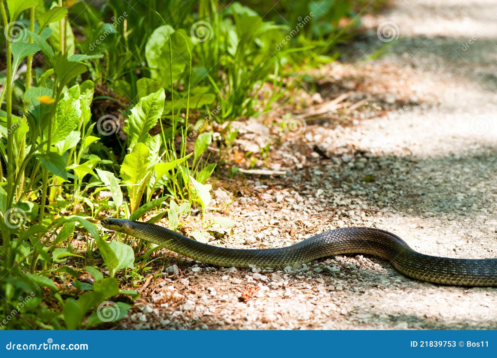 Aesculapian Snake (Elaphe Longissima) Stock Image - Image of creature ...
