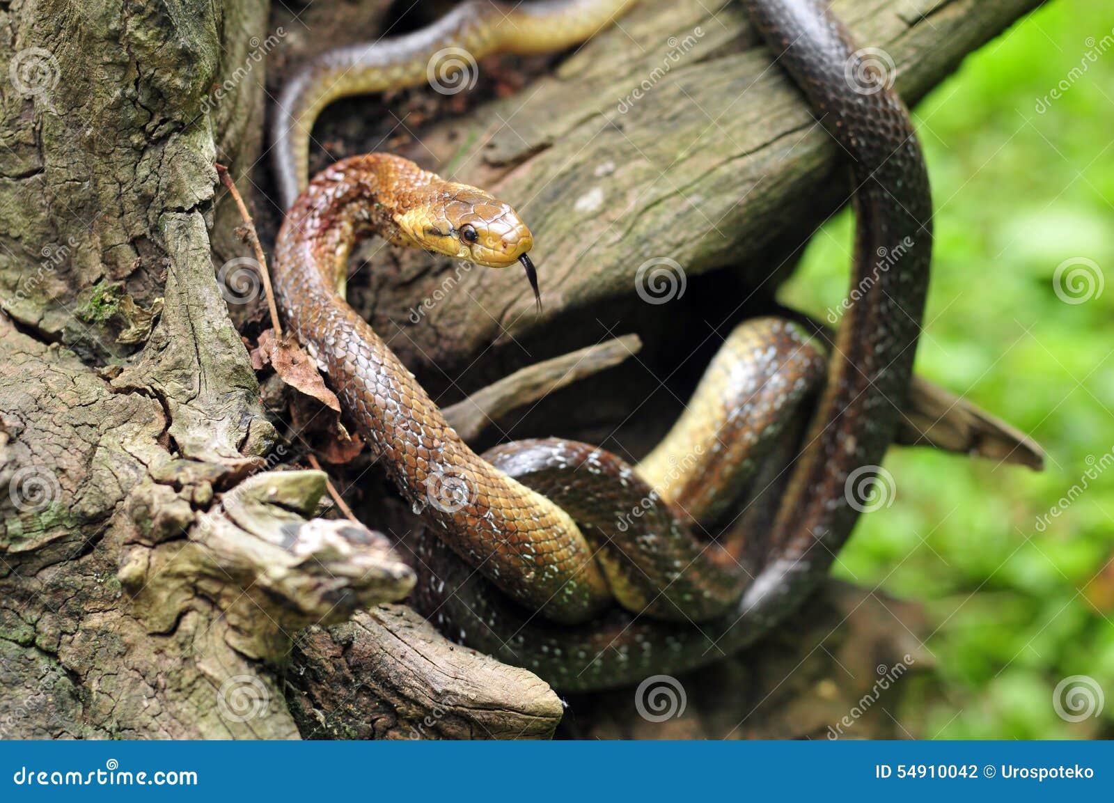Aesculapian Snake On A Tree With White Blossoms. Closeup Portrait Of ...