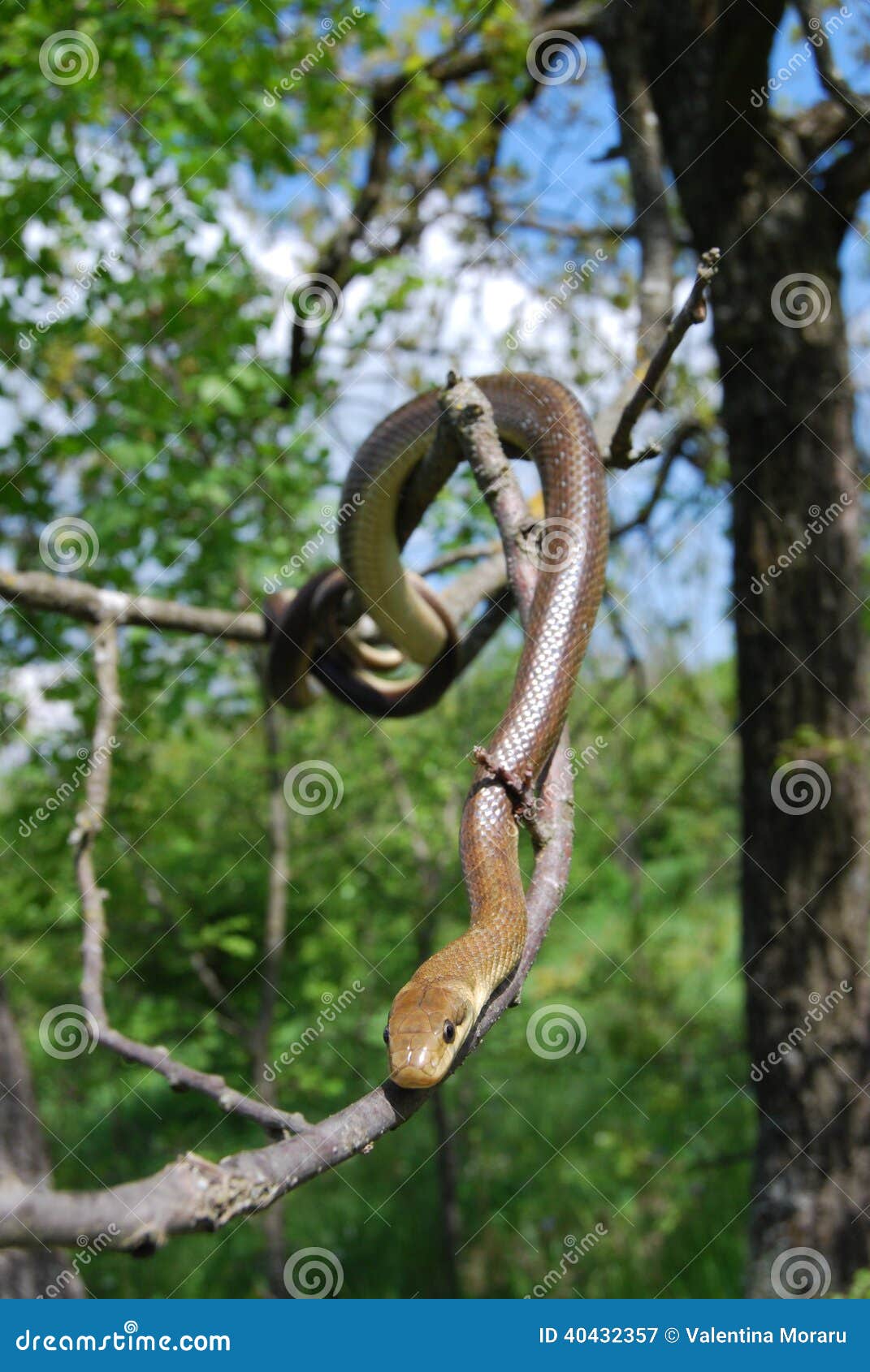 Aesculapian Snake On A Tree With White Blossoms. Closeup Portrait Of ...