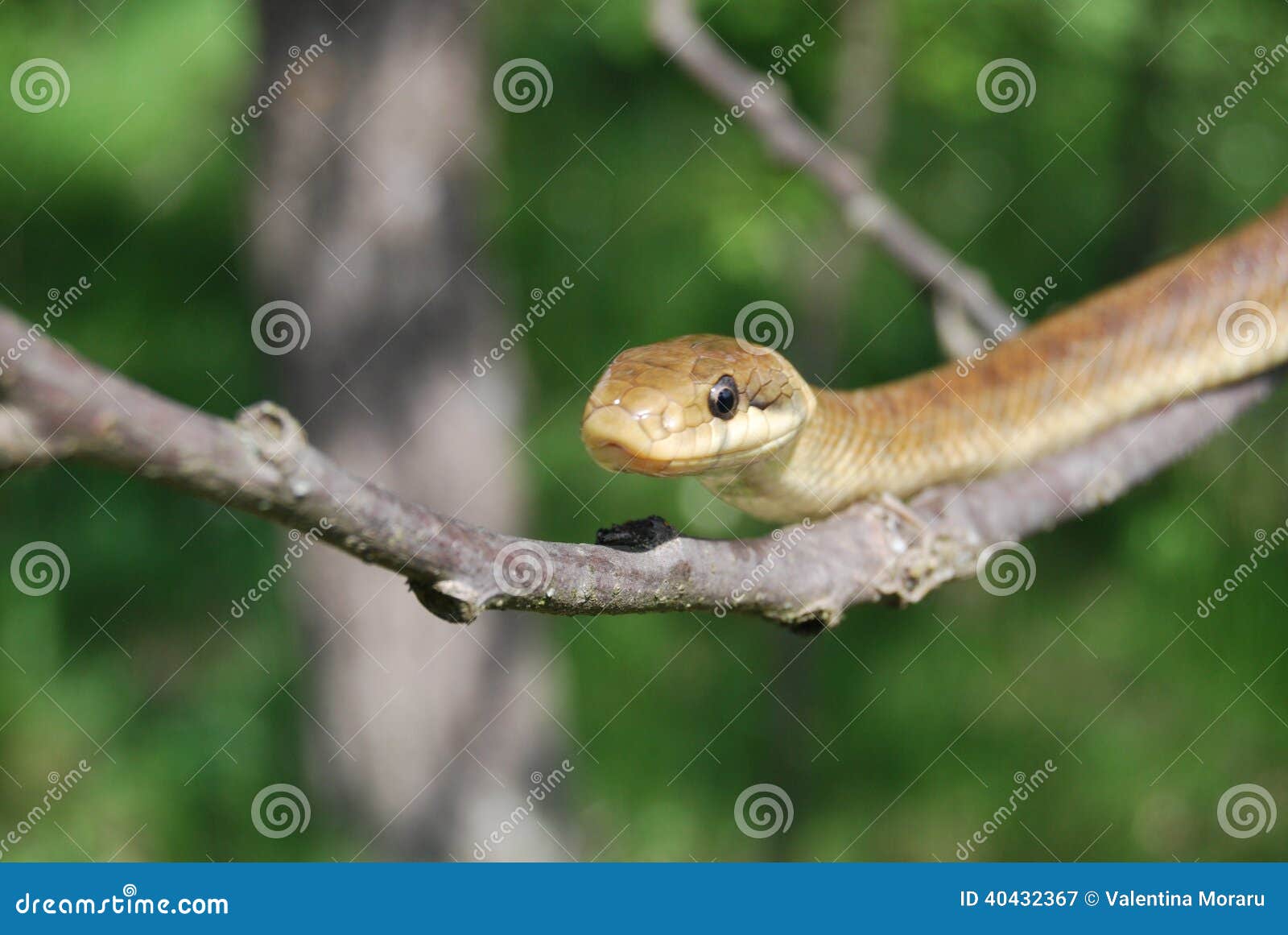 Aesculapian Snake - Zamenis Longissimus, Elaphe Longissima, Nonvenomous ...