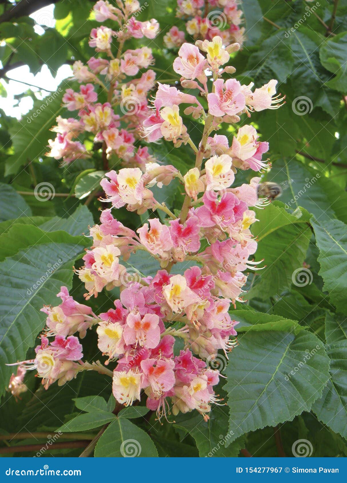 Aesculus X Carnea Tree in Bloom Stock Image - Image of horsechestnut ...