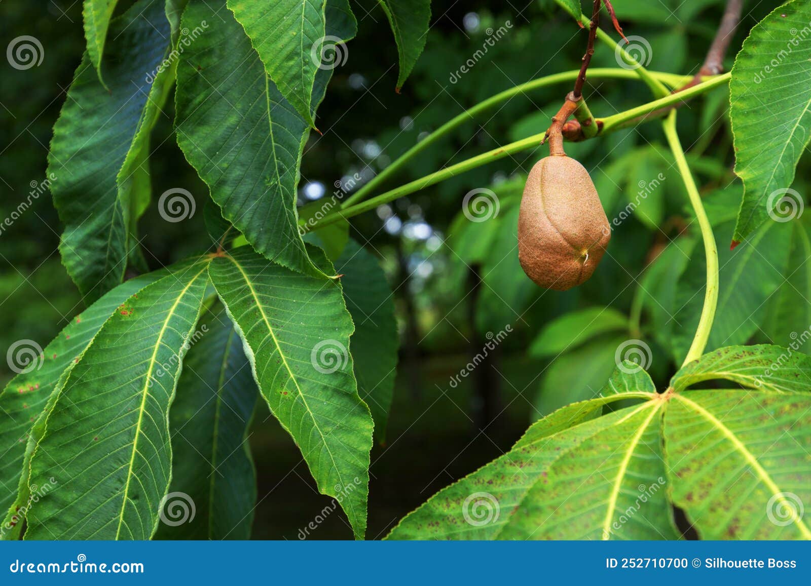 Soland Stock Photos - Free & Royalty-Free Stock Photos from Dreamstime