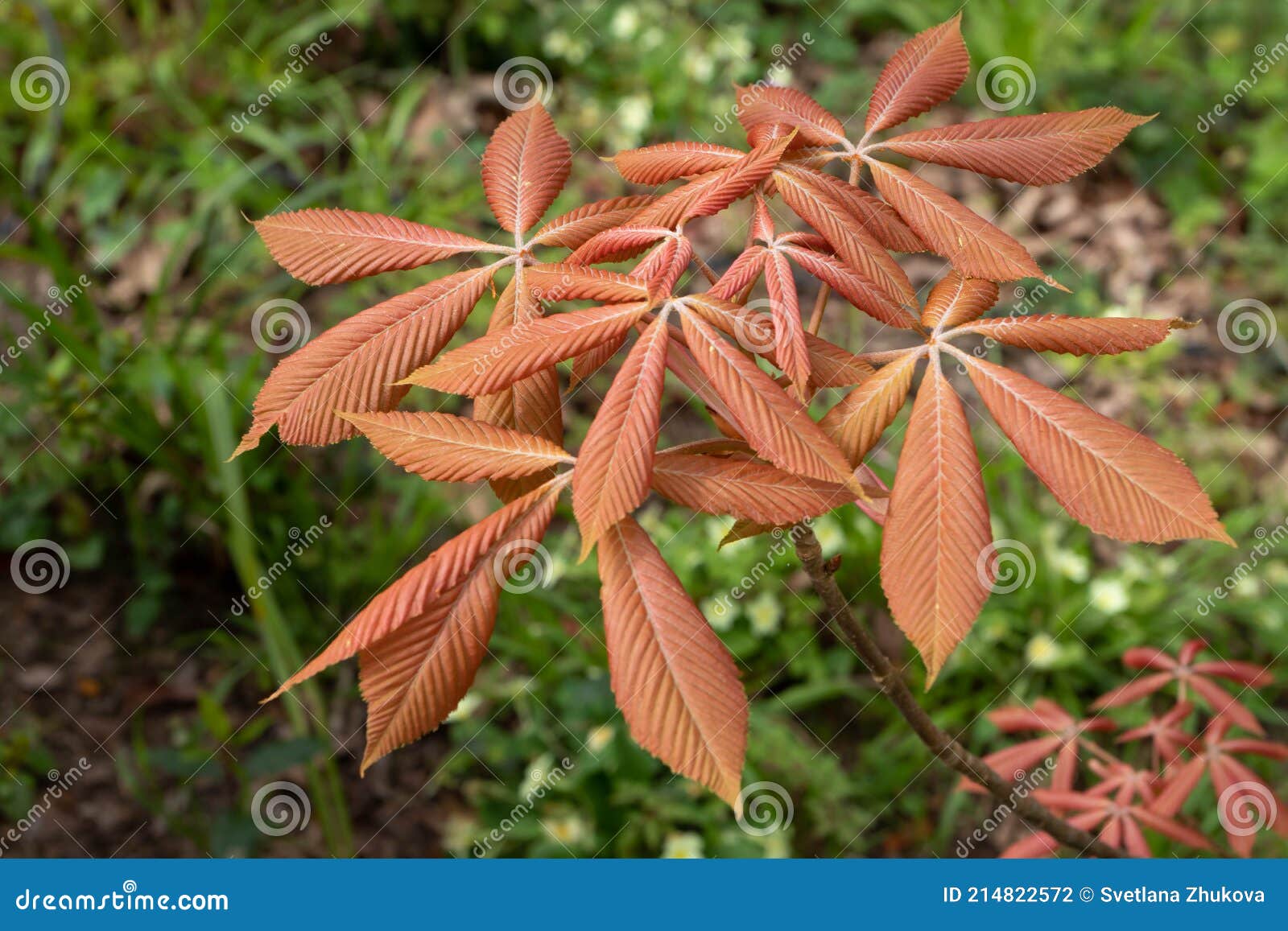 Aesculus Sylvatica or Painted Buckeye Stock Photo - Image of decorative ...