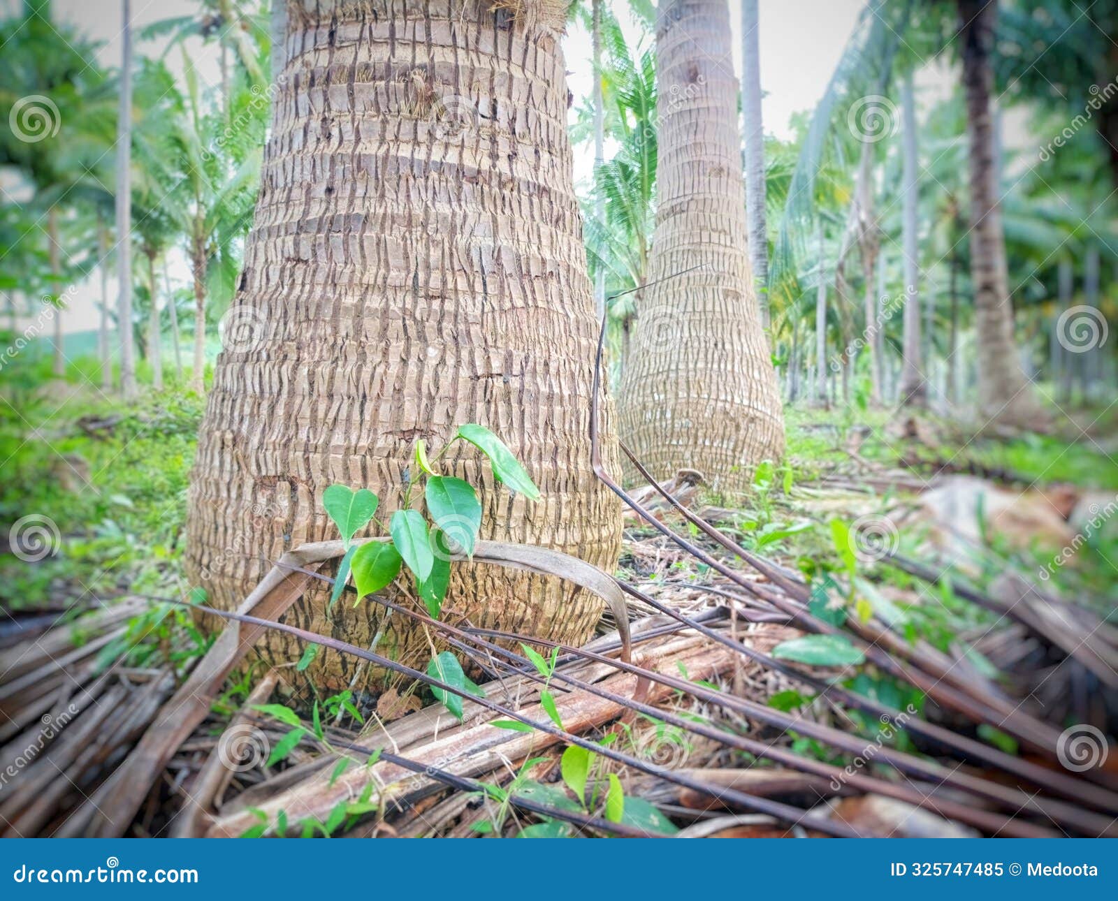 Aesthetic and Beautiful Coconut Tree Trunks Stock Image - Image of ...