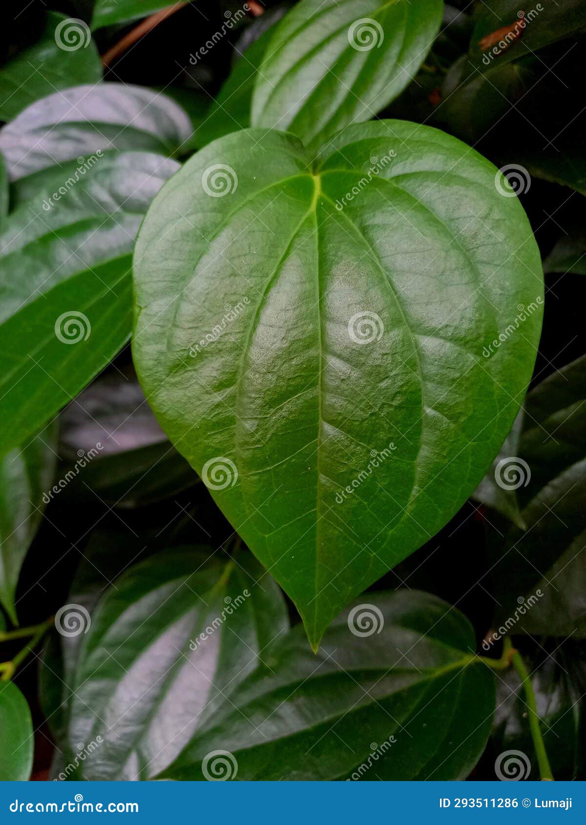 Aesthetic Betel Leaf Portrait Wallpaper Stock Photo - Image of ...