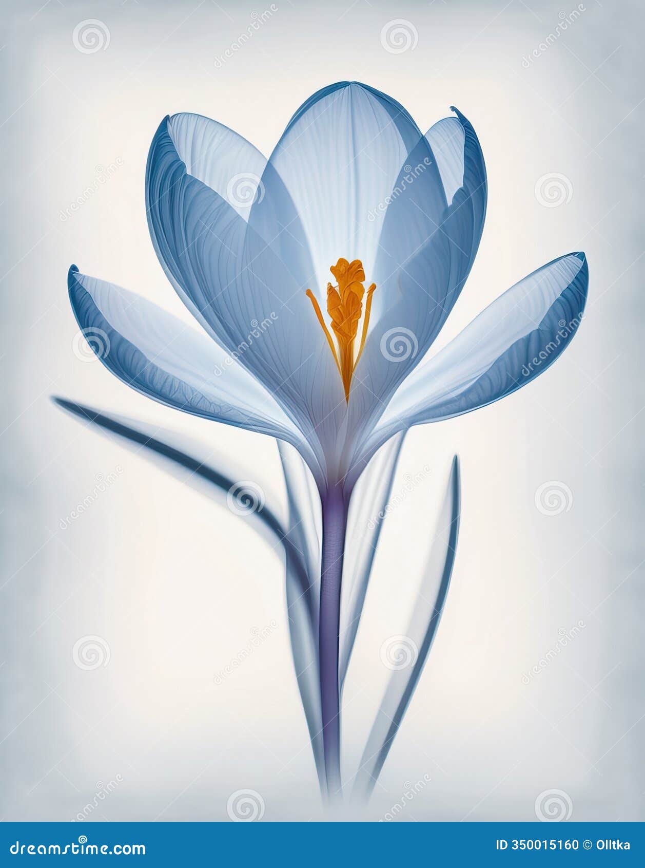 Aesthetic Botanical X-ray of Crocus. White and Blue Stock Photo - Image ...