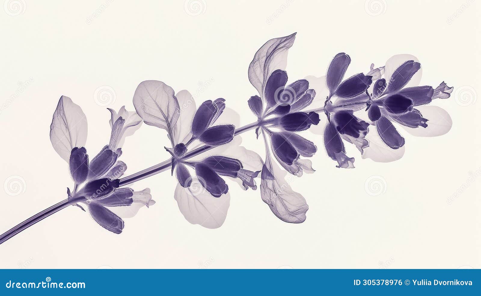 Aesthetic Botanical X-ray of Lavender. Harmonious Forms. Minimalism ...