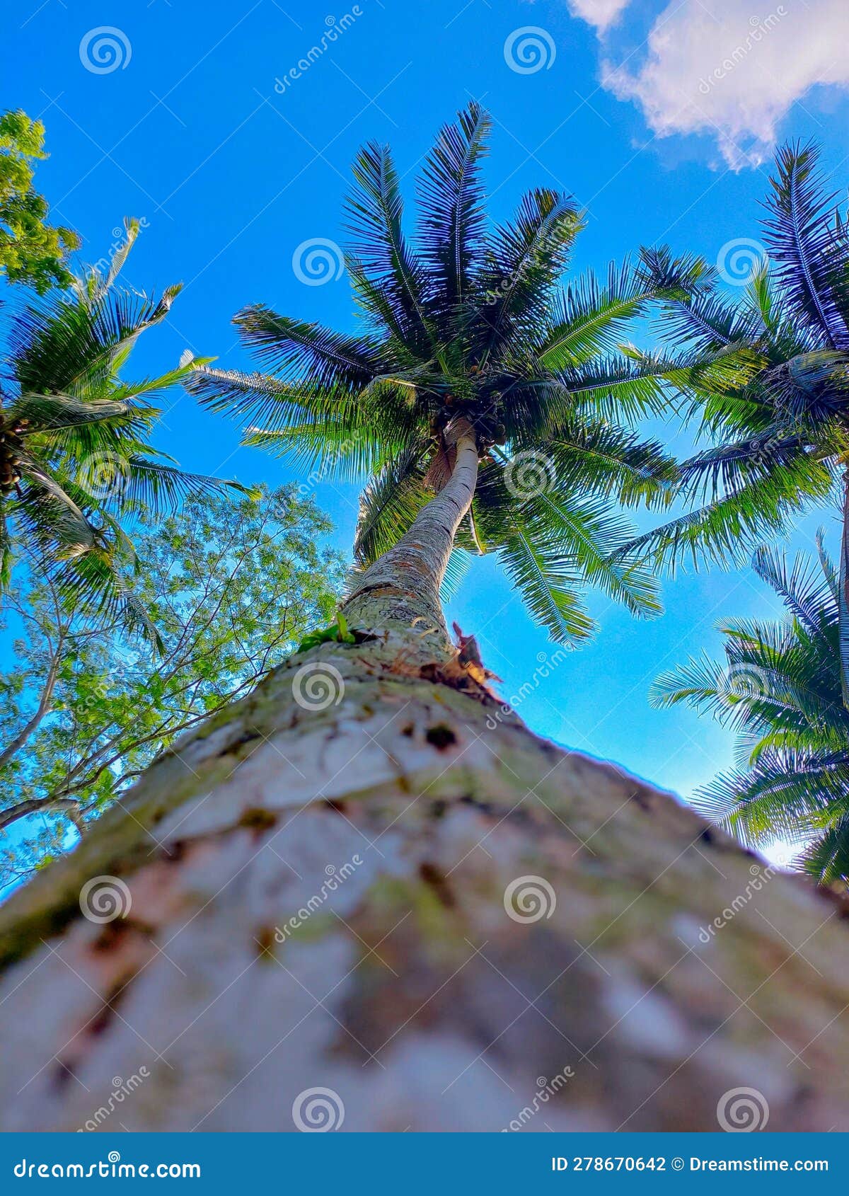 Aesthetic coconut tree stock photo. Image of tree, aesthetic - 278670642