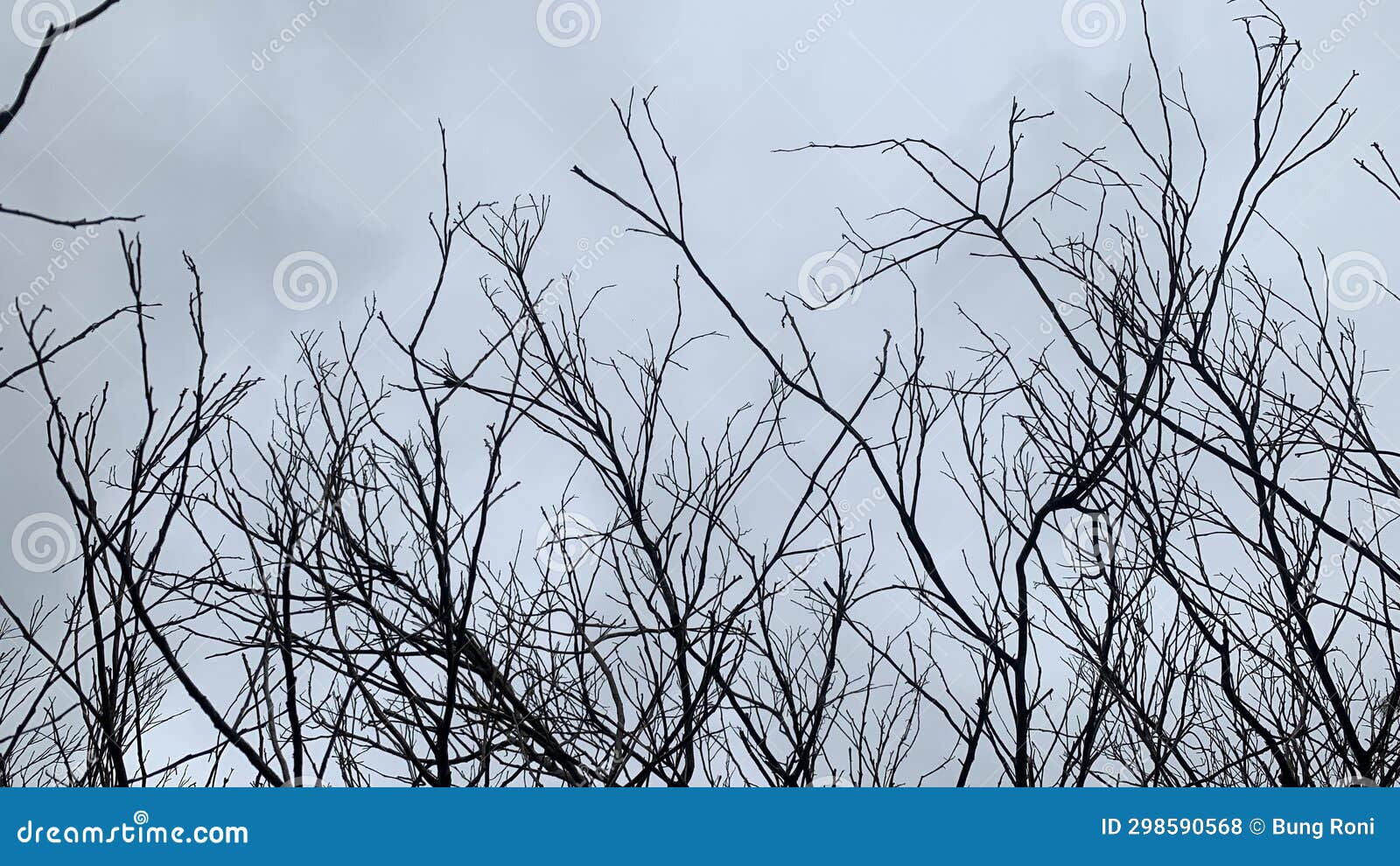 Aesthetic Dead Tree stock photo. Image of wildplants - 298590568