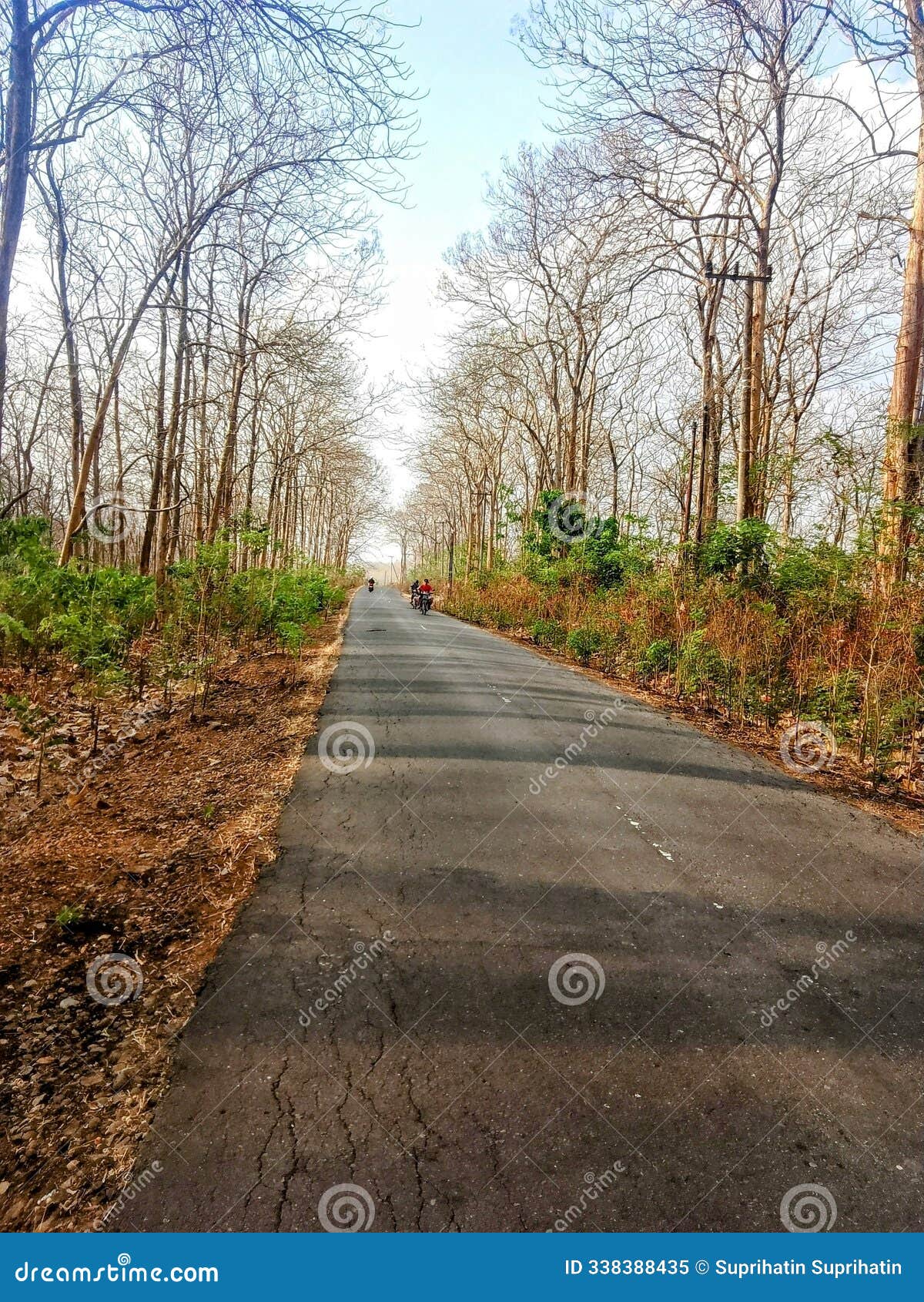 Aesthetic forest path stock image. Image of indonesian - 338388435