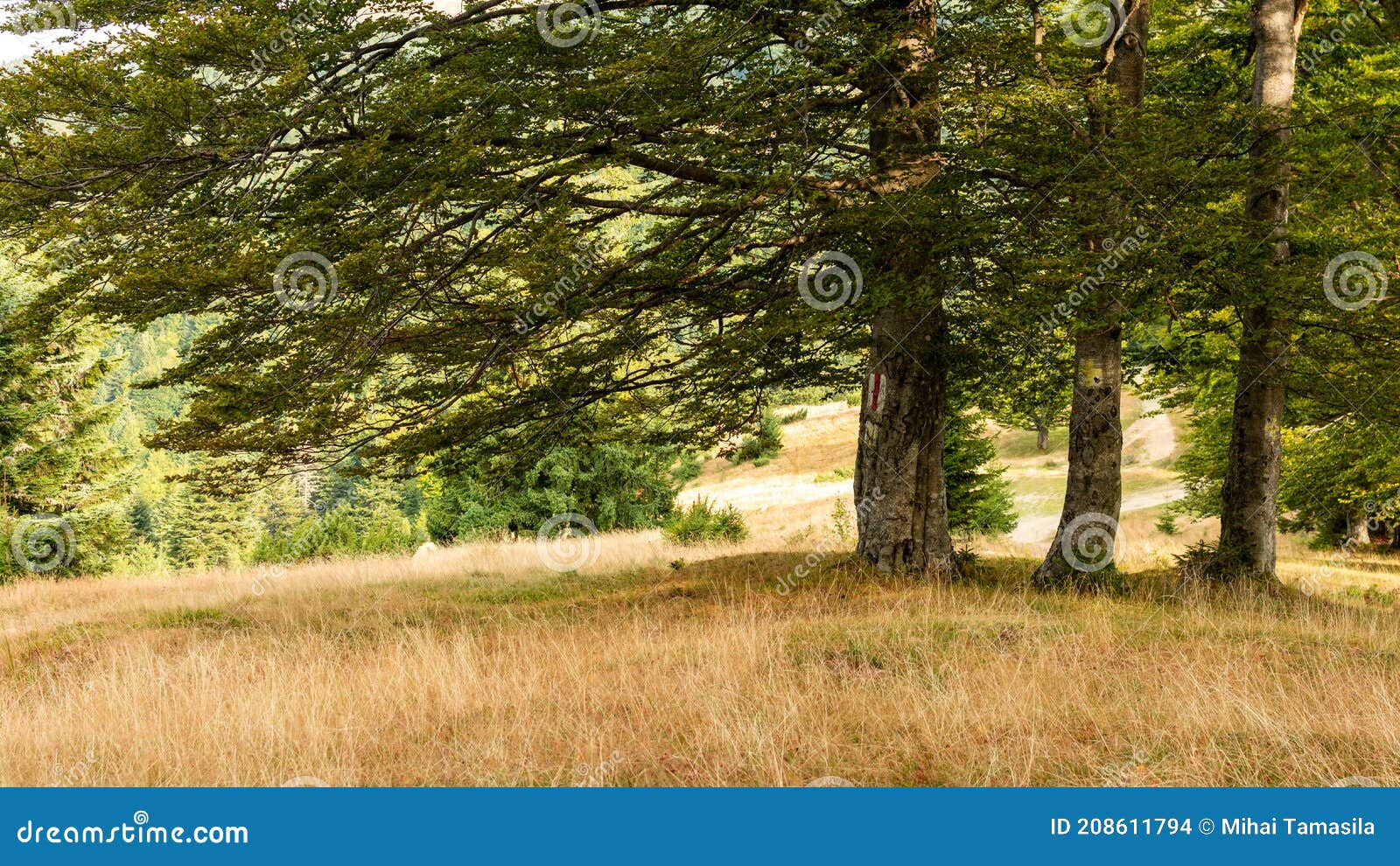 Aesthetic Forest Trees in Summer Light Stock Photo - Image of green ...