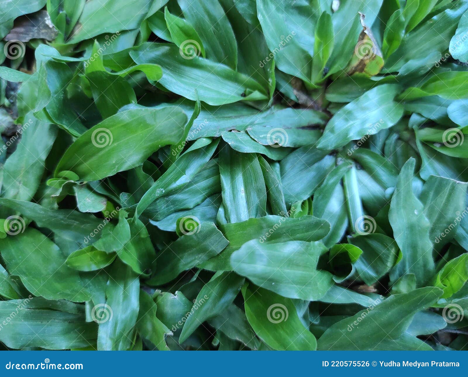 Aesthetic grass stock photo. Image of crop, grass, dish - 220575526