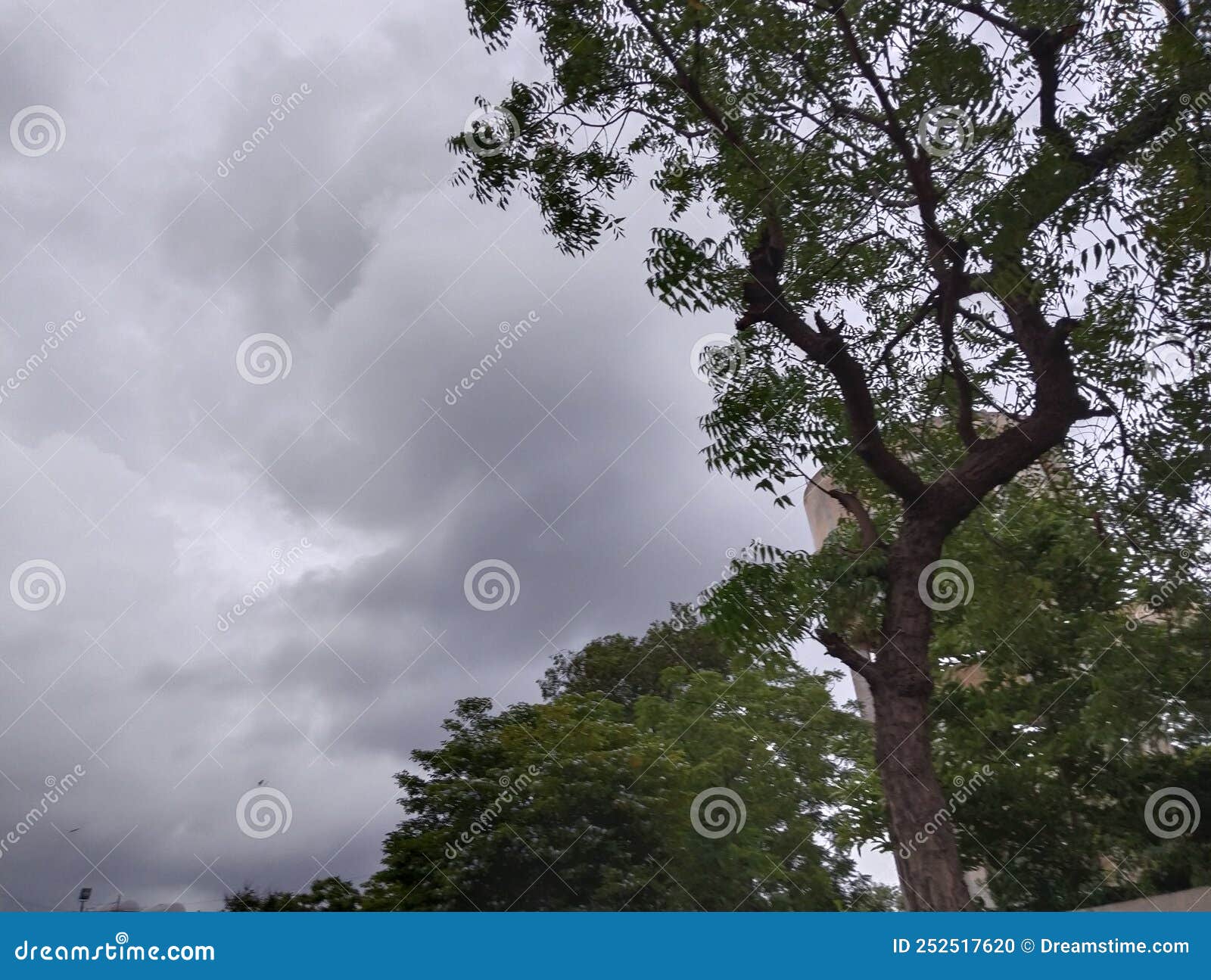 Aesthetic Green Trees Beauty Forest Stock Photo - Image of branch ...
