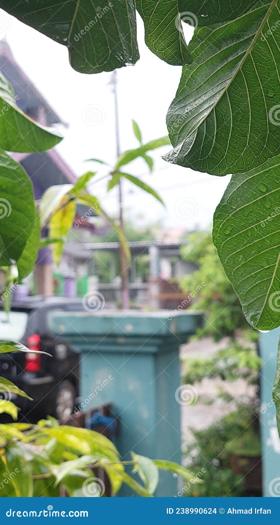 Aesthetic Guava Stock Photos - Free & Royalty-Free Stock Photos from ...