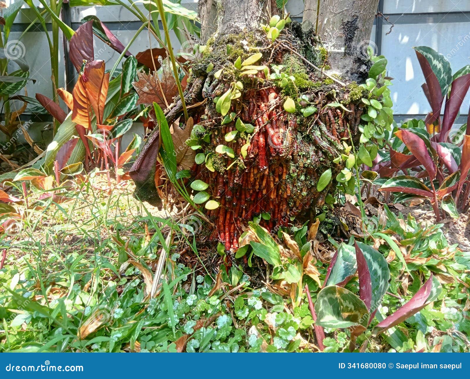 Aesthetic palm tree roots stock photo. Image of tree - 341680080