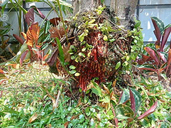 Aesthetic palm tree roots stock photo. Image of tree - 341680080