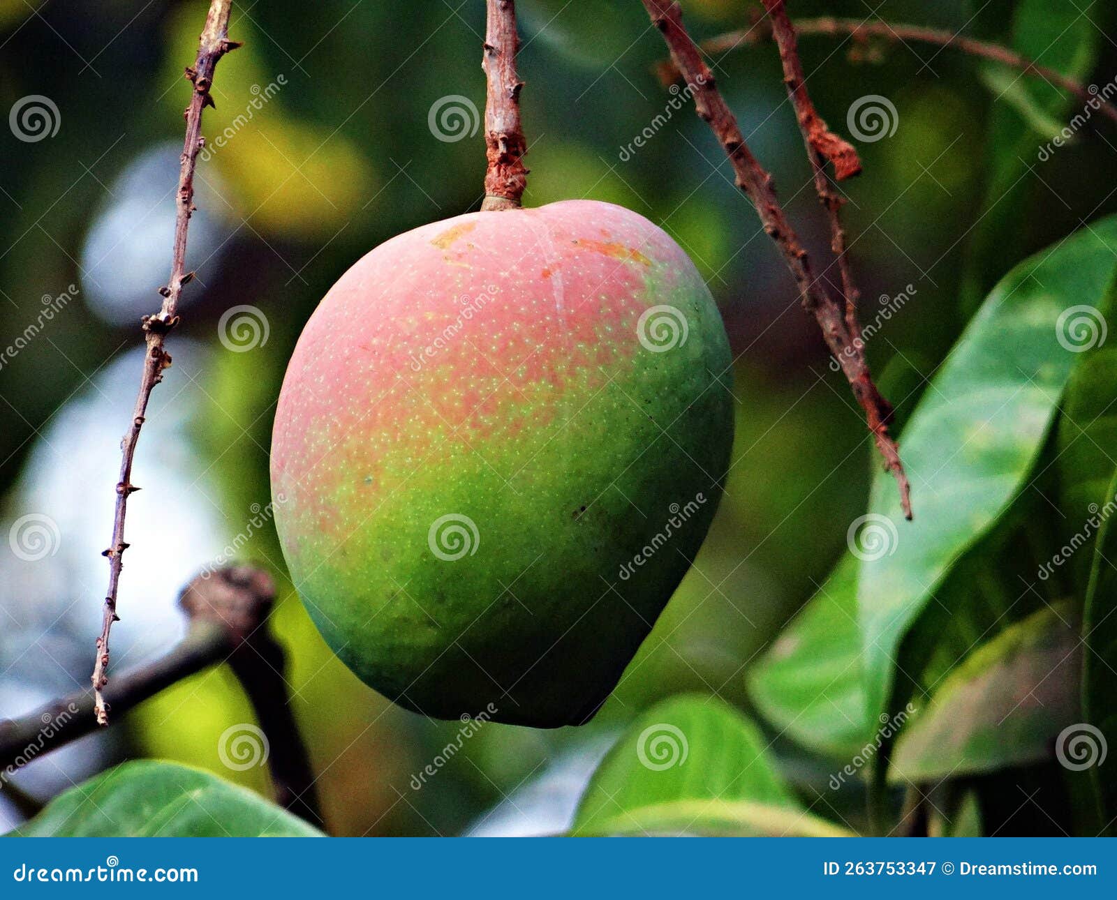 Aesthetic Photo of Mango Fruit Stock Image - Image of leaf, mango ...