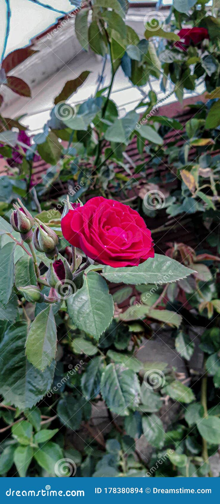 Aesthetic red flower editorial stock image. Image of flor - 178380894